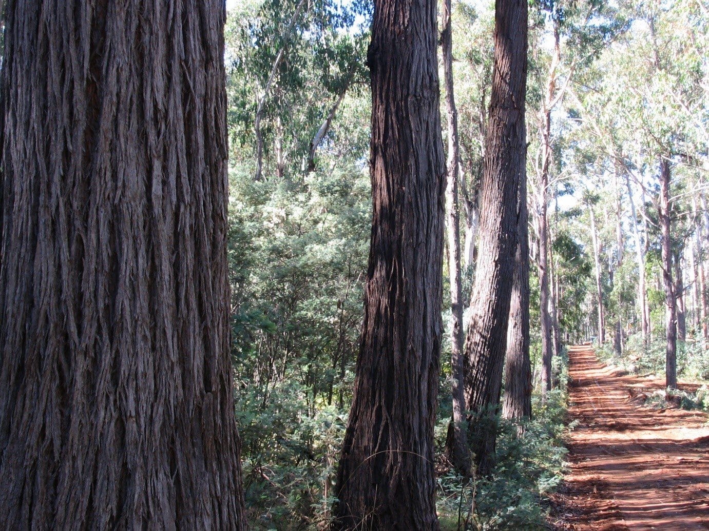 Set down a vision for future of the forestry industry - Australian ...